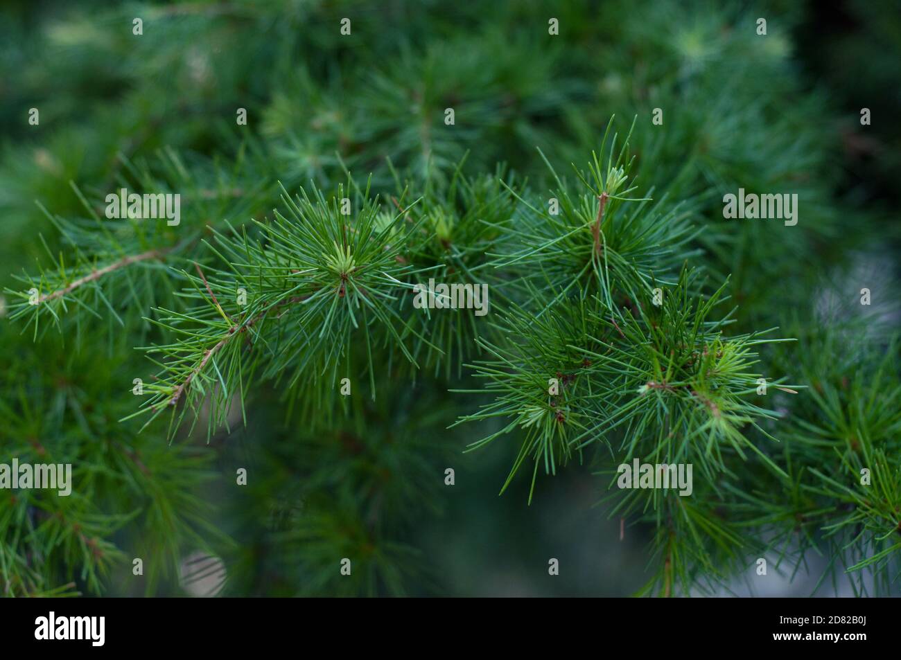 Green pine branches coniferous needles background closeup..Blur Stock ...
