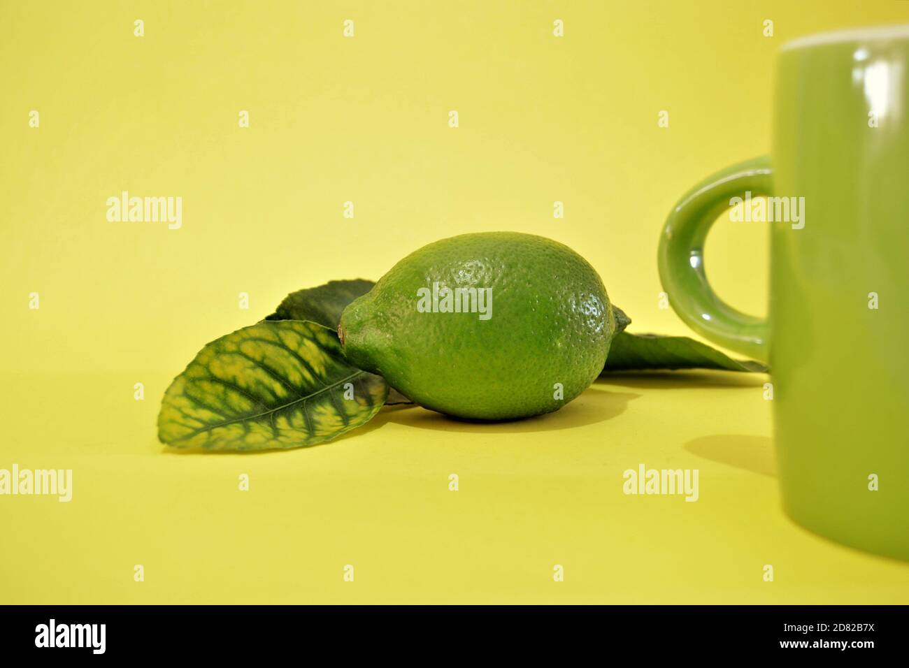 Green of all: lemon leaves and cup. Green and fresh lemon isolated ...