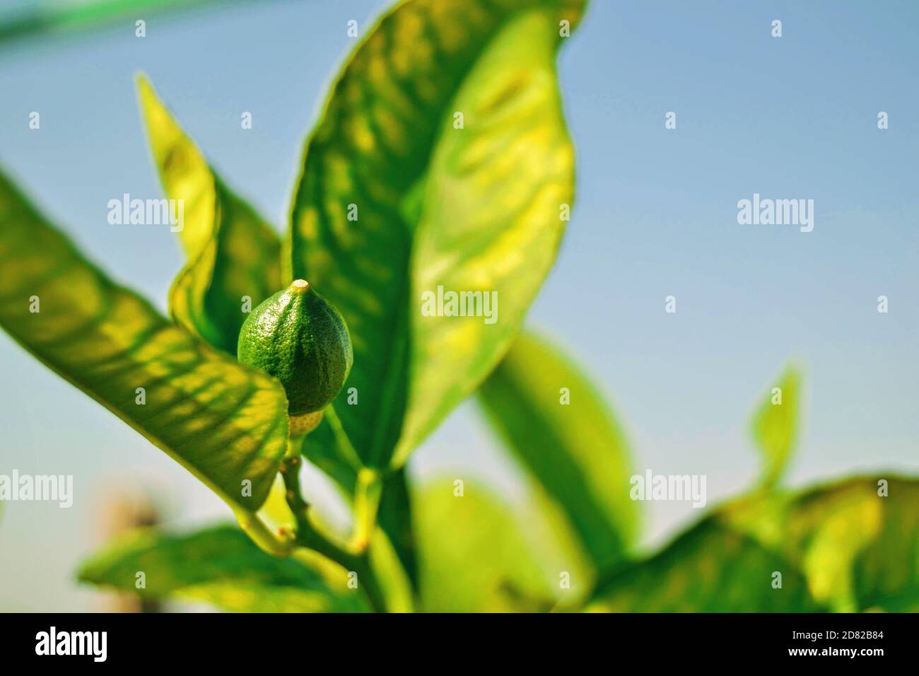 Small and growing lemons in tree. Lemon tree and blue sky. Leaves of ...