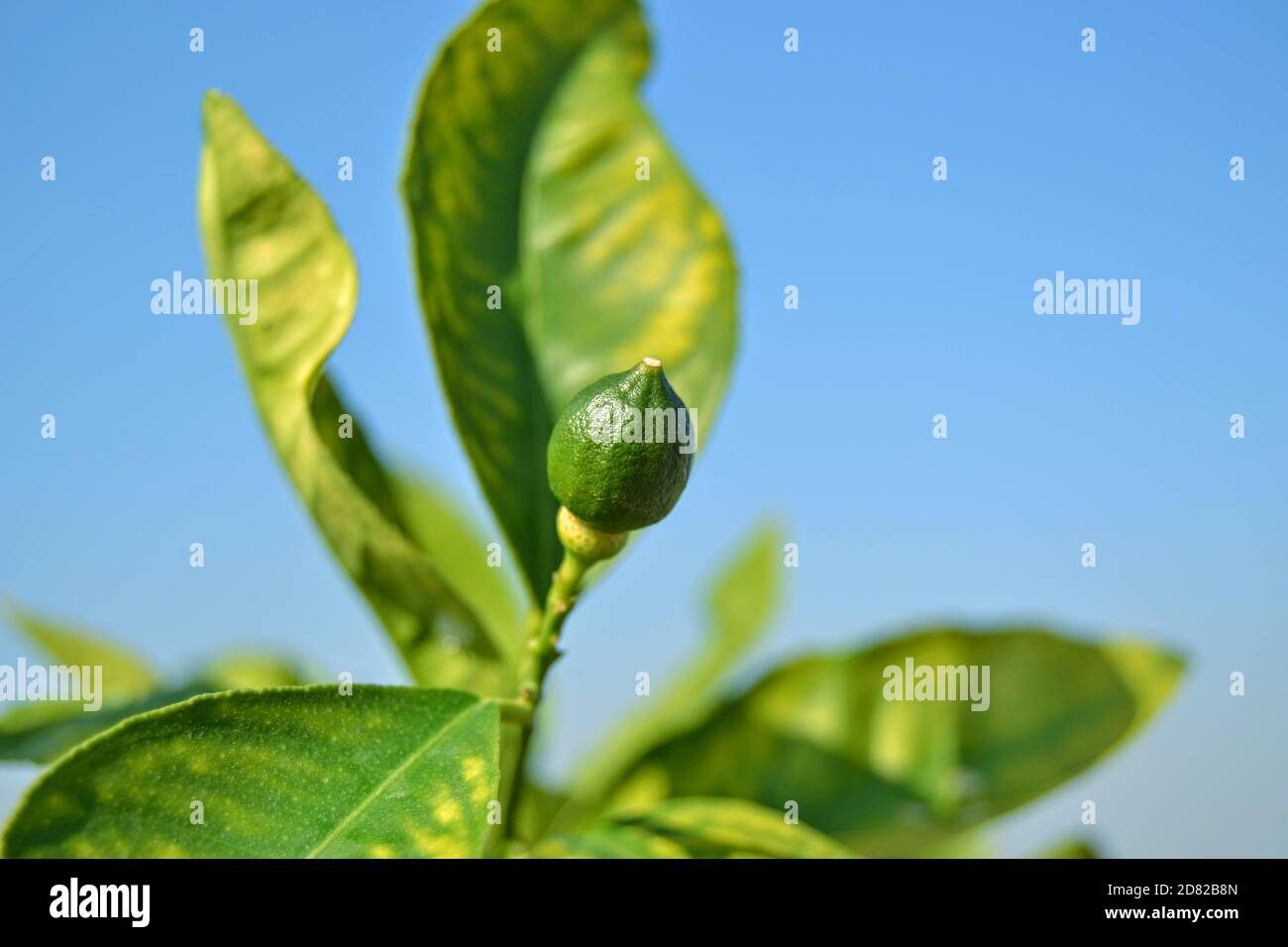 Small and growing lemons in tree. Lemon tree and blue sky. Leaves of ...