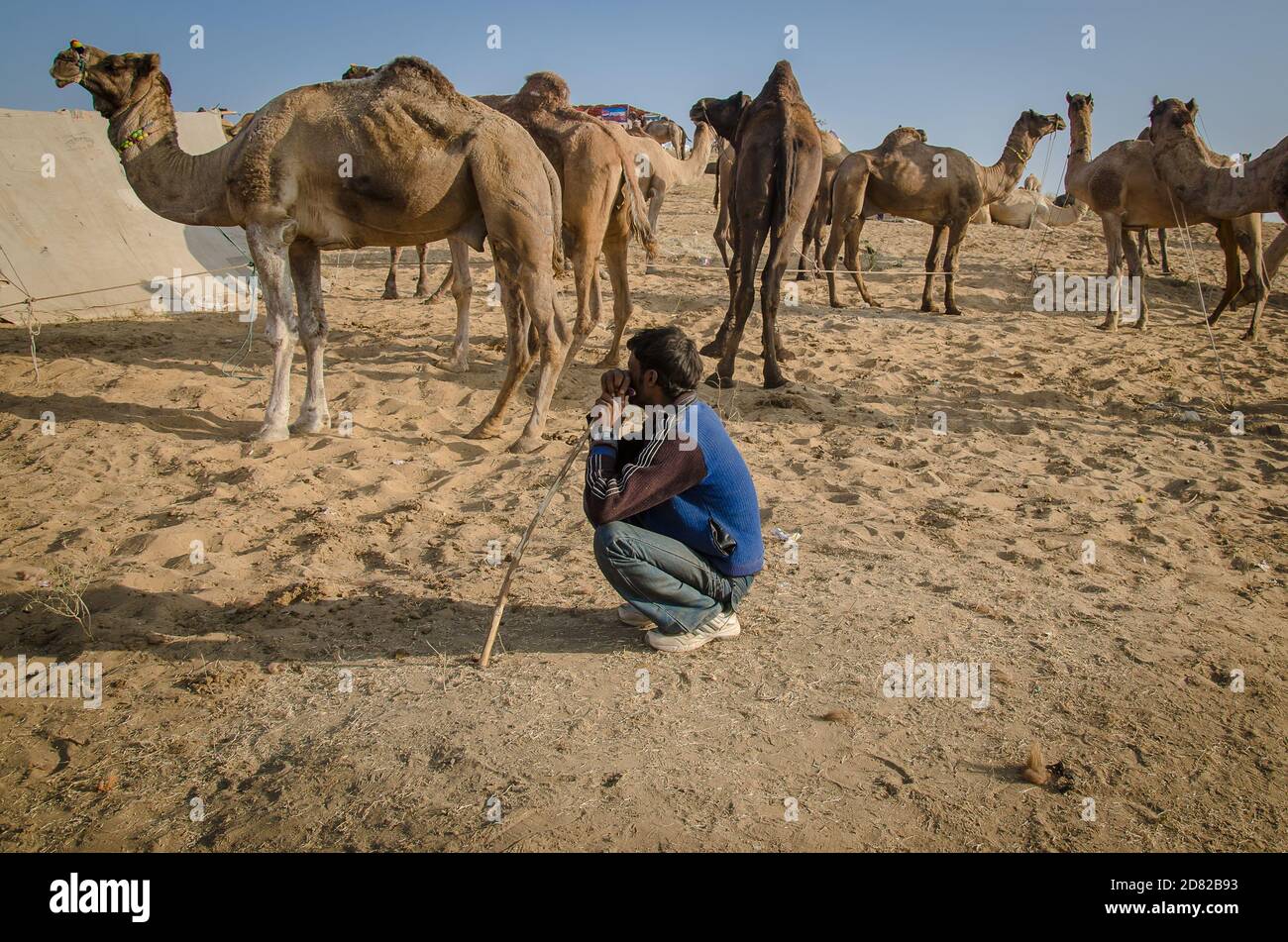 A camel seller guarding his camels at the Pushkar Camel Festivan in ...
