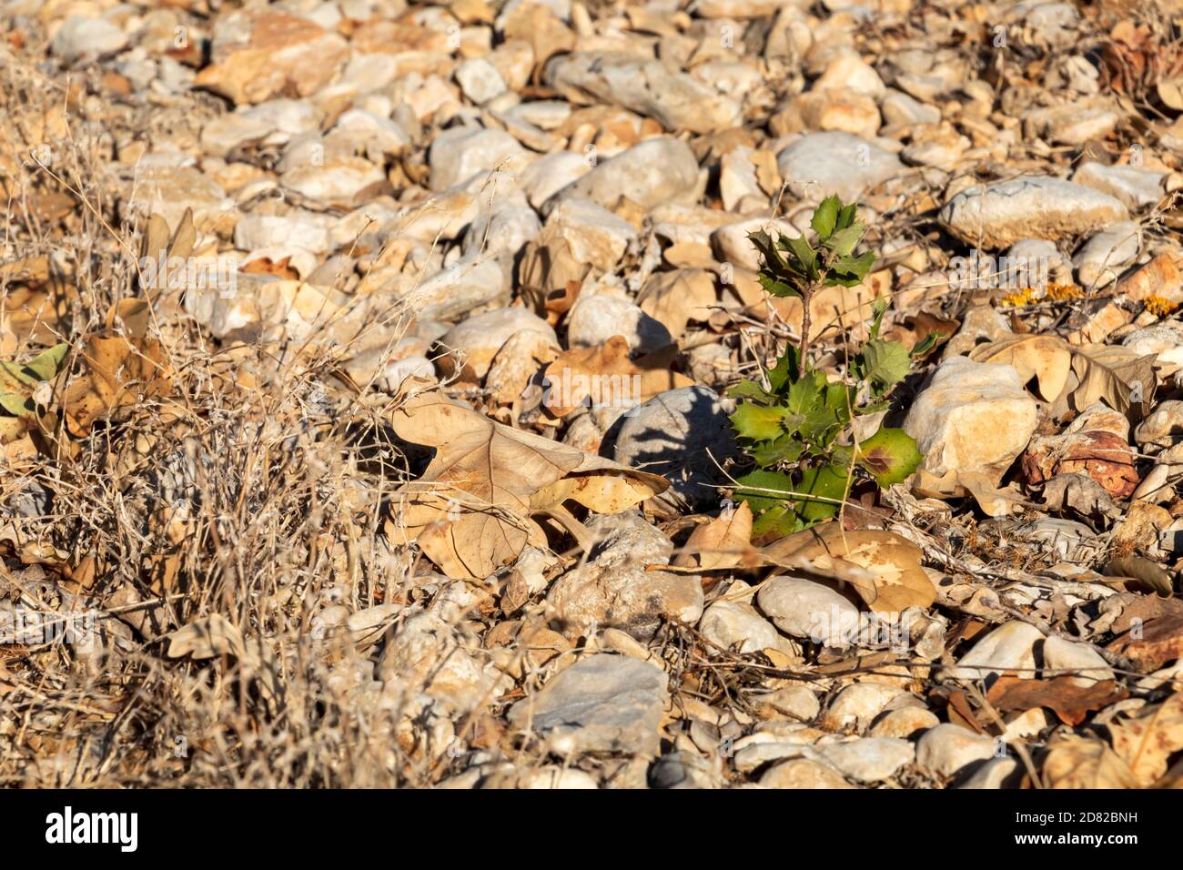 Green tree growing in stone pile of rock. Growing and environment ...