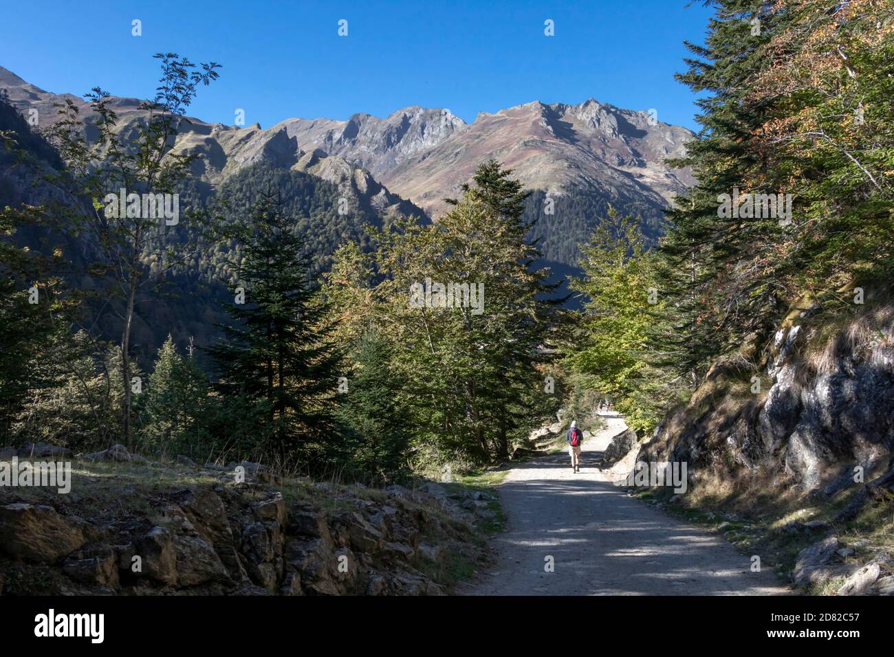 Hiking trail in mountain landscape with green forest. Pyrenees conifer ...