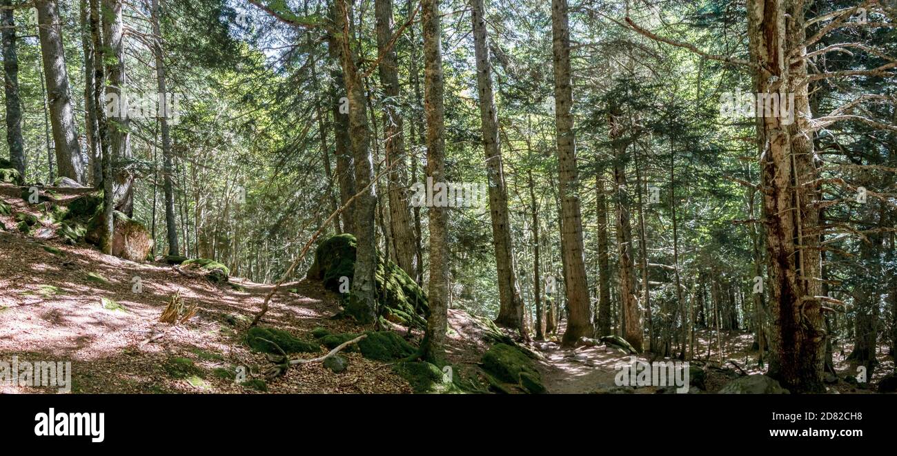 Forest background with green trees in the Pyrenees conifer and mixed ...