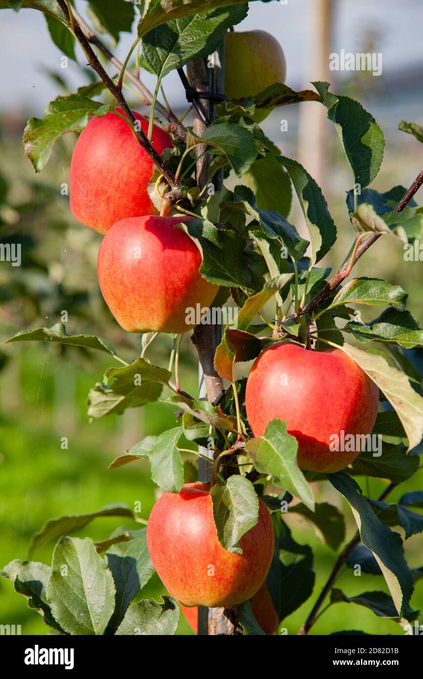 Apple garden full of riped red apples Stock Photo - Alamy