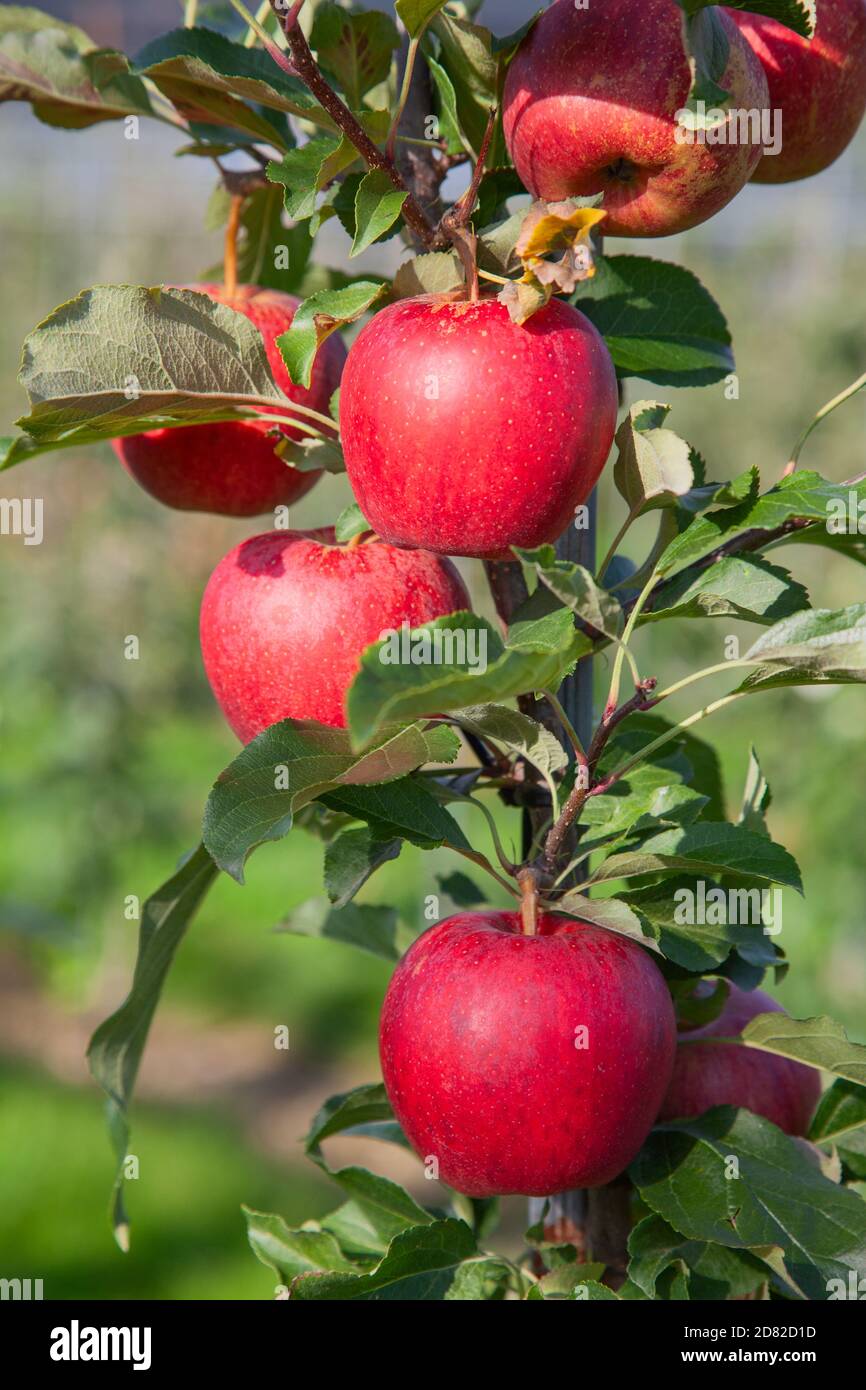 Apple garden full of riped red apples Stock Photo - Alamy