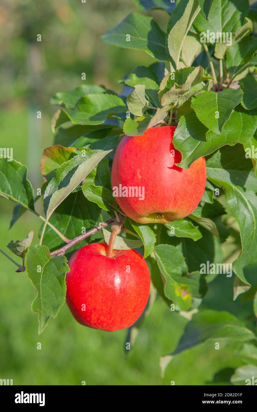 Apple garden full of riped red apples Stock Photo - Alamy