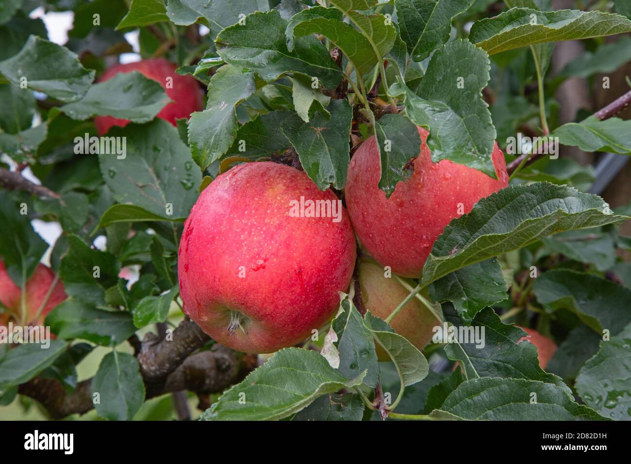 Apple garden full of riped red apples Stock Photo - Alamy