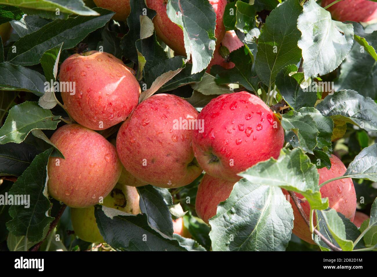 Apple garden full of riped red apples Stock Photo - Alamy