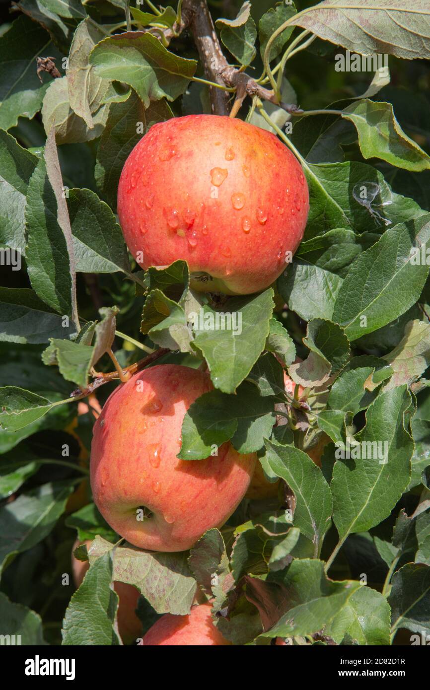 Apple garden full of riped red apples Stock Photo - Alamy