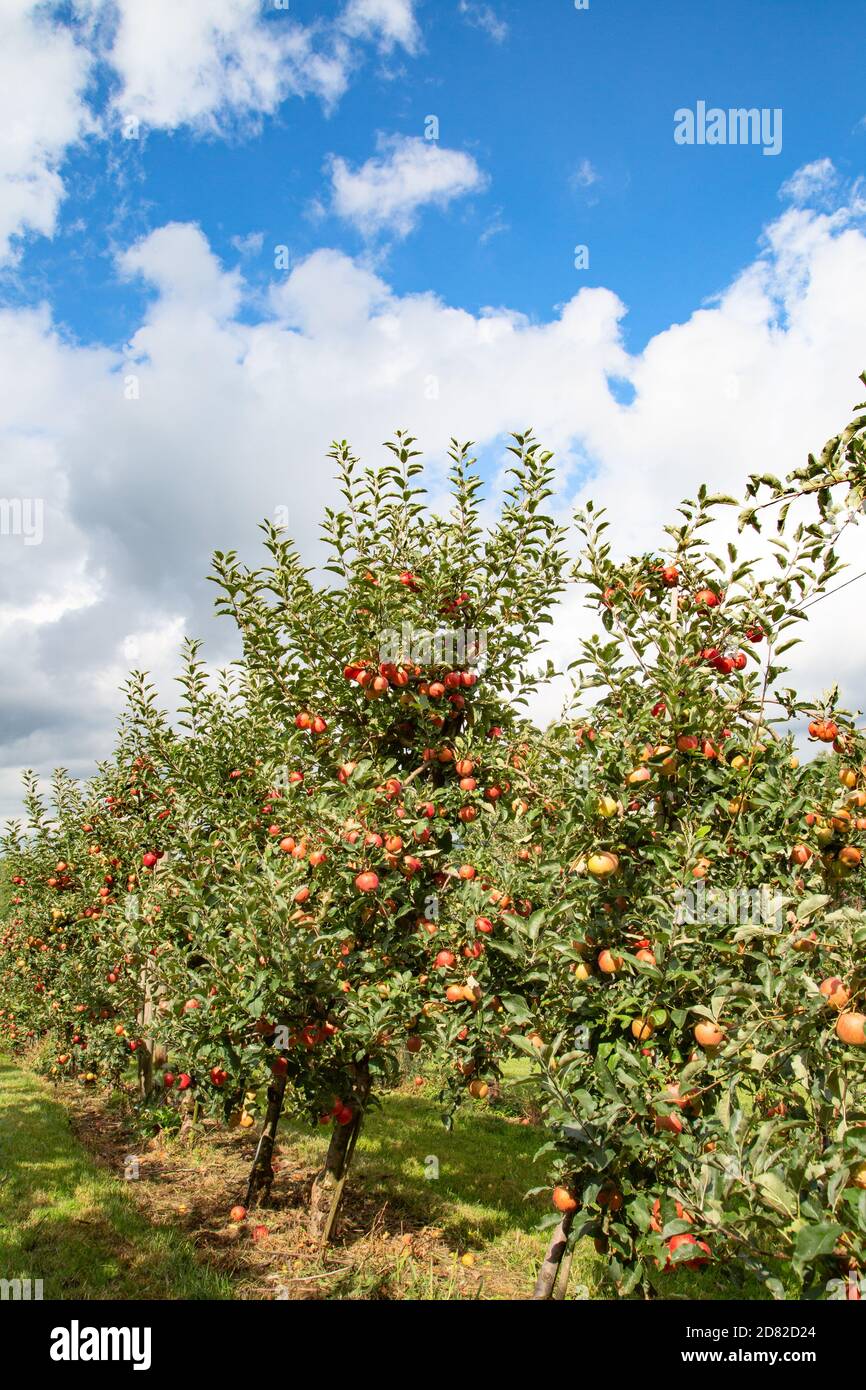 Apple garden full of riped red apples Stock Photo - Alamy