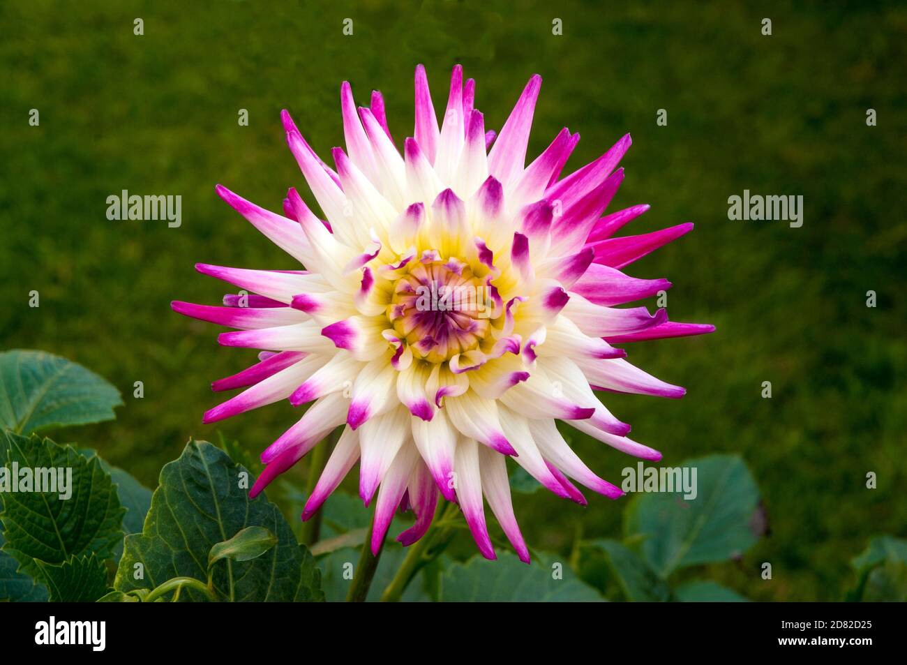 Close up of flower of semi cactus dahlia Haley Jane. A large pink and ...