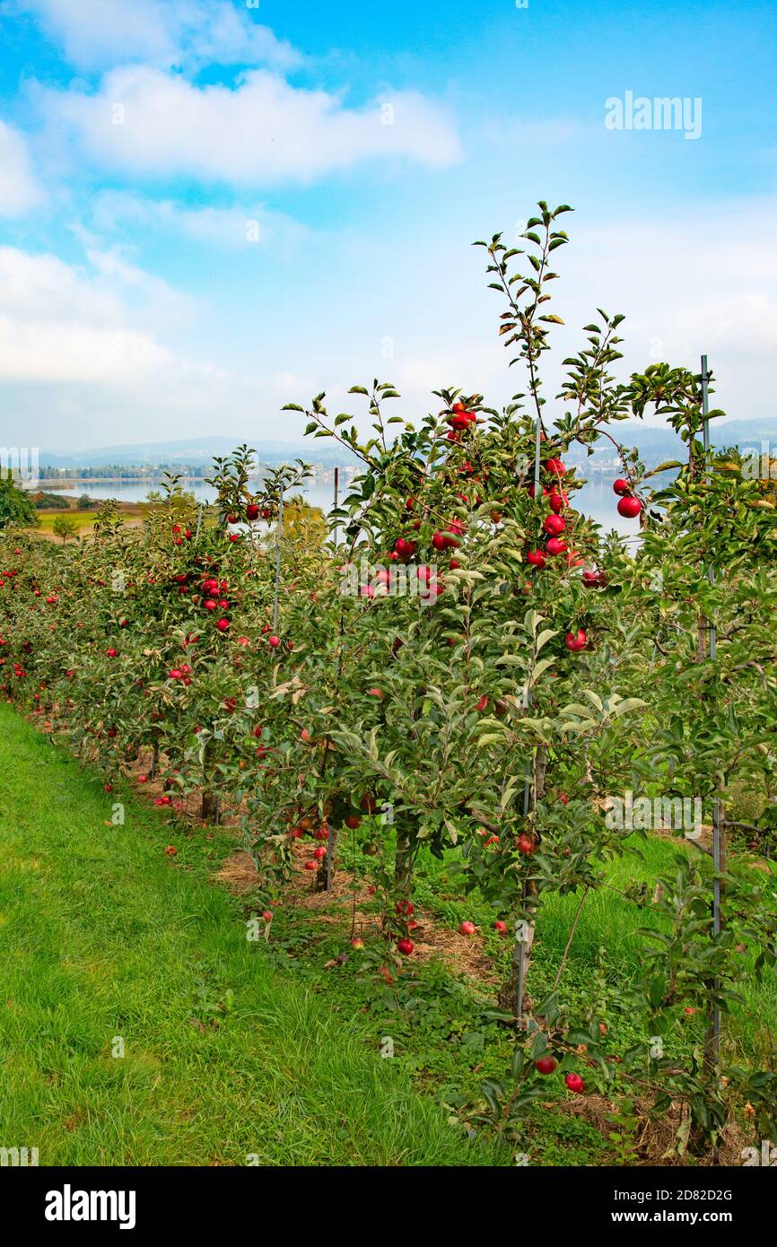 Apple garden full of riped red apples Stock Photo - Alamy