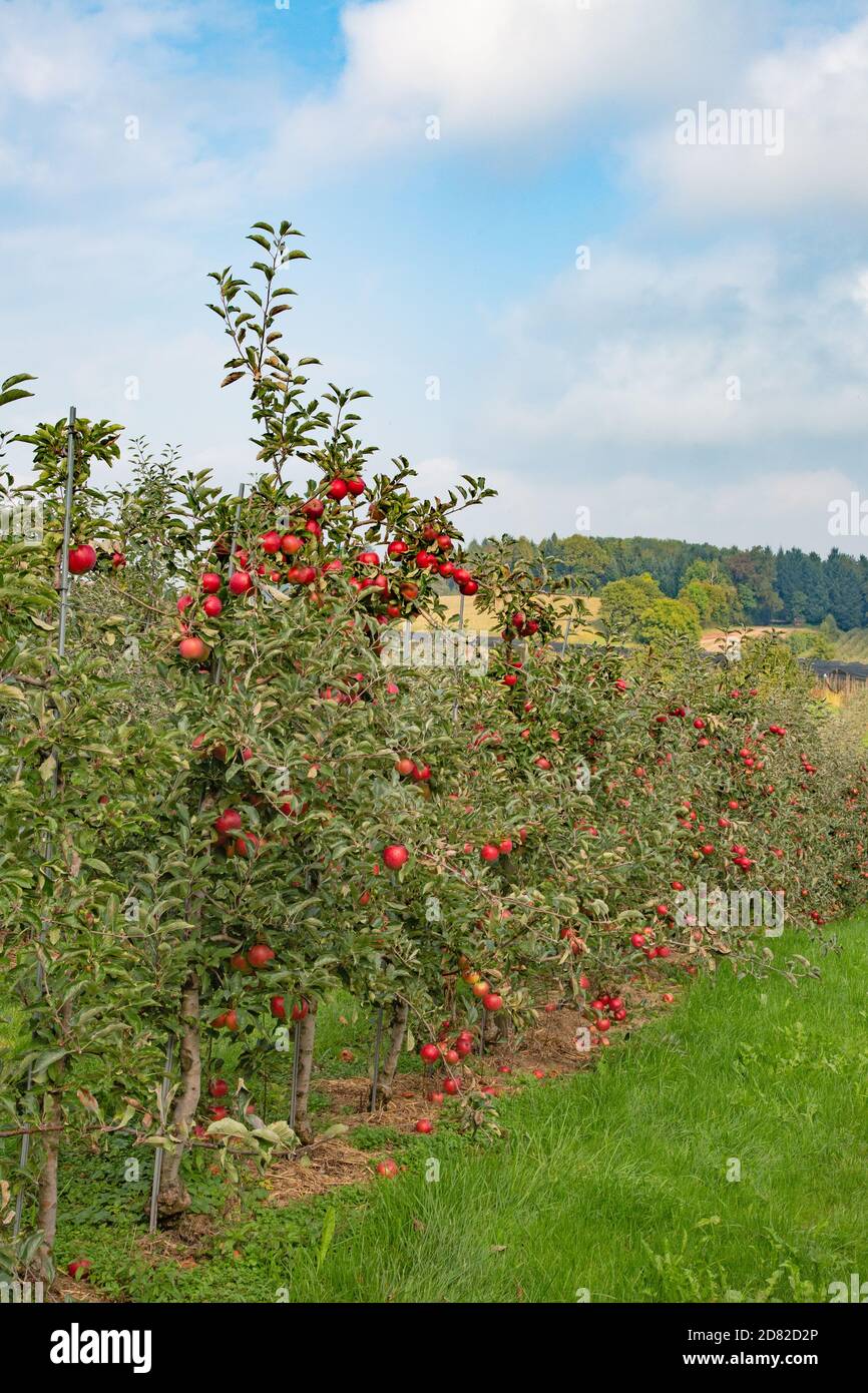 Apple garden full of riped red apples Stock Photo - Alamy