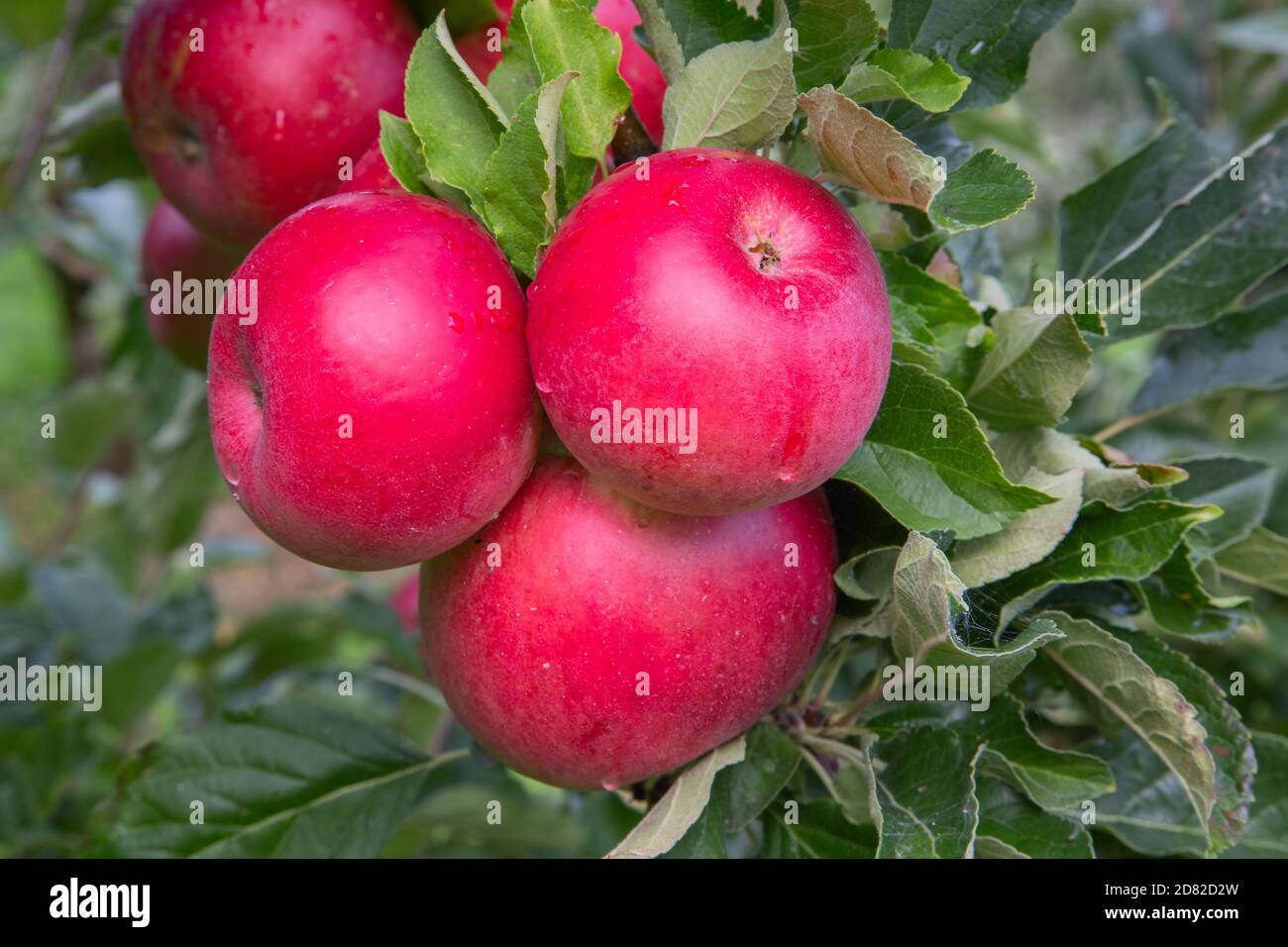 Apple garden full of riped red apples Stock Photo - Alamy