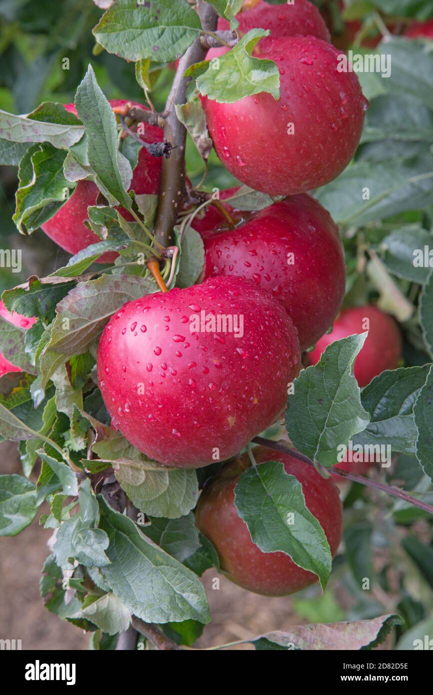 Apple garden full of riped red apples Stock Photo - Alamy