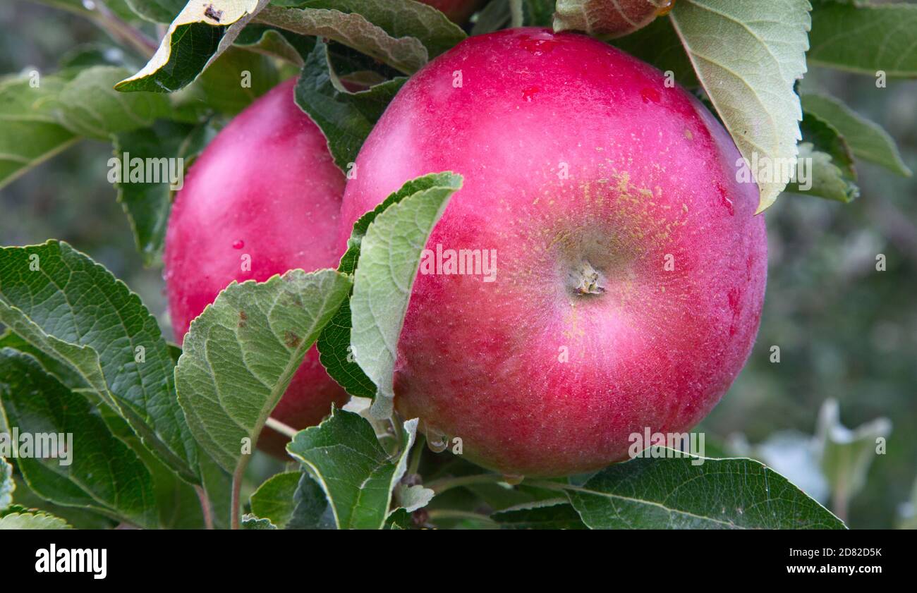 Apple garden full of riped red apples Stock Photo - Alamy