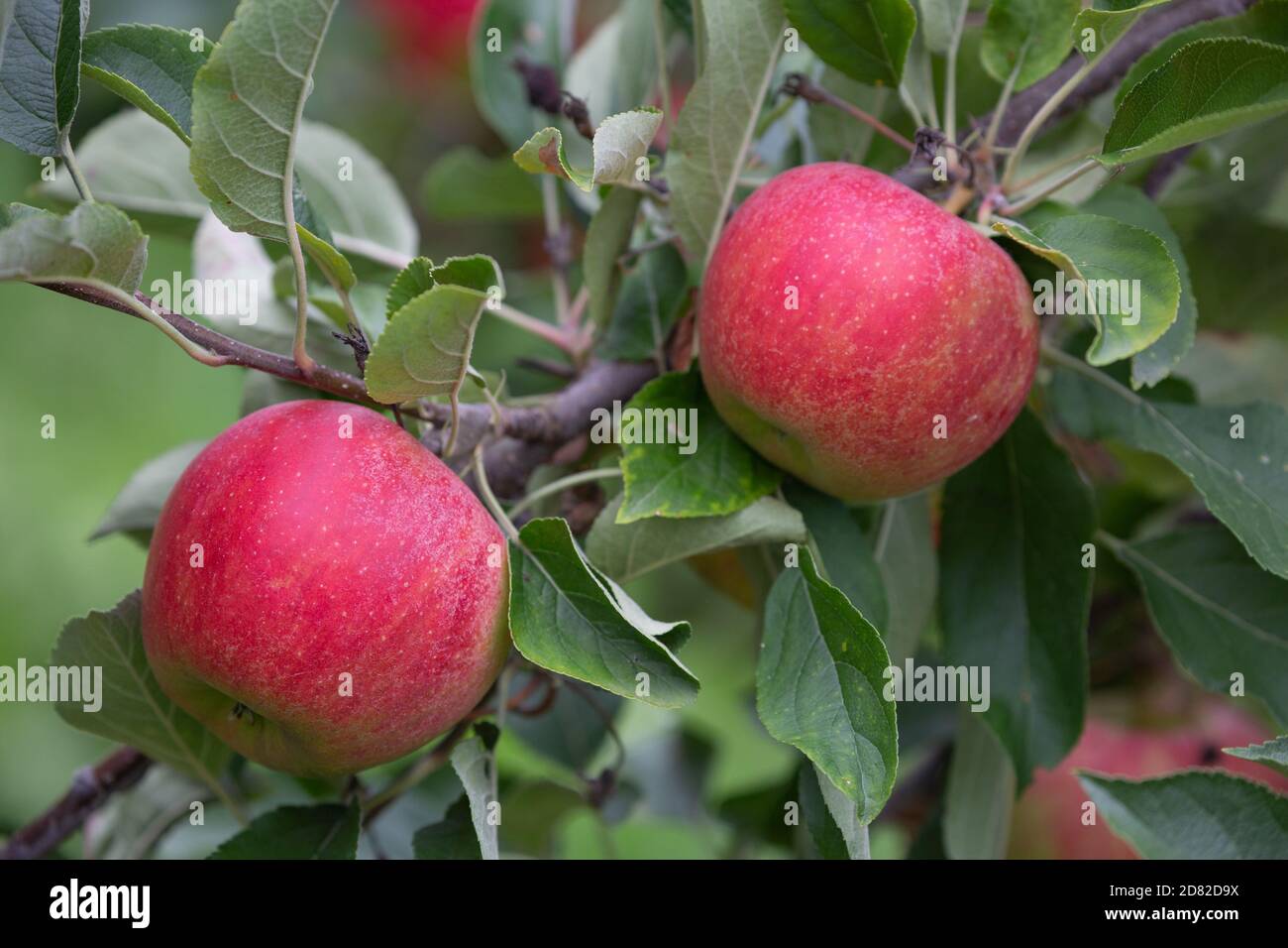 Apple garden full of riped red apples Stock Photo - Alamy