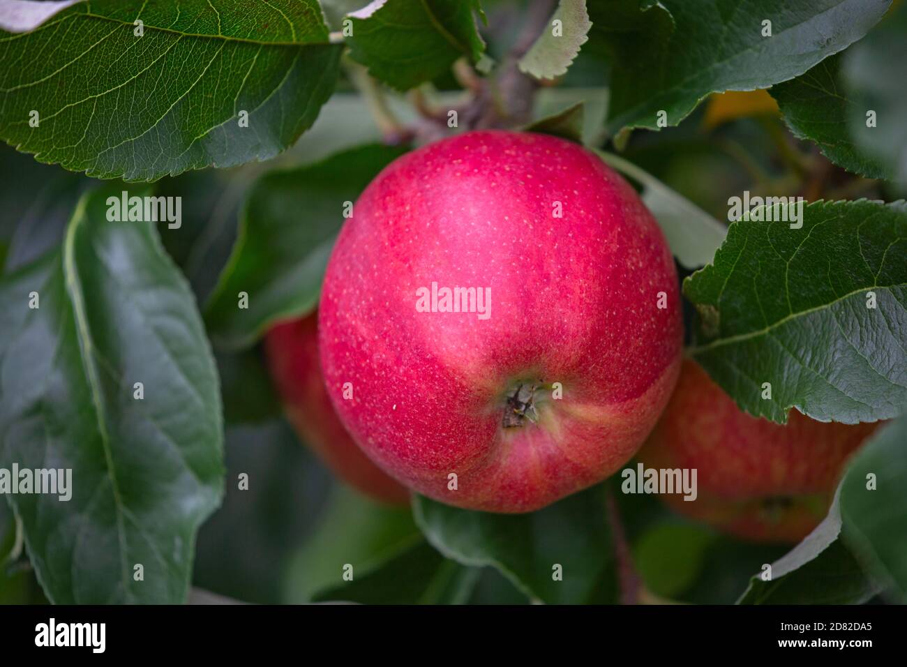 Apple garden full of riped red apples Stock Photo - Alamy