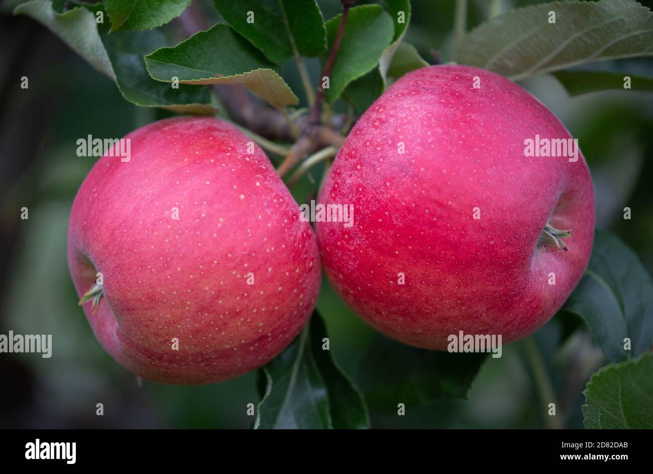 Apple garden full of riped red apples Stock Photo - Alamy
