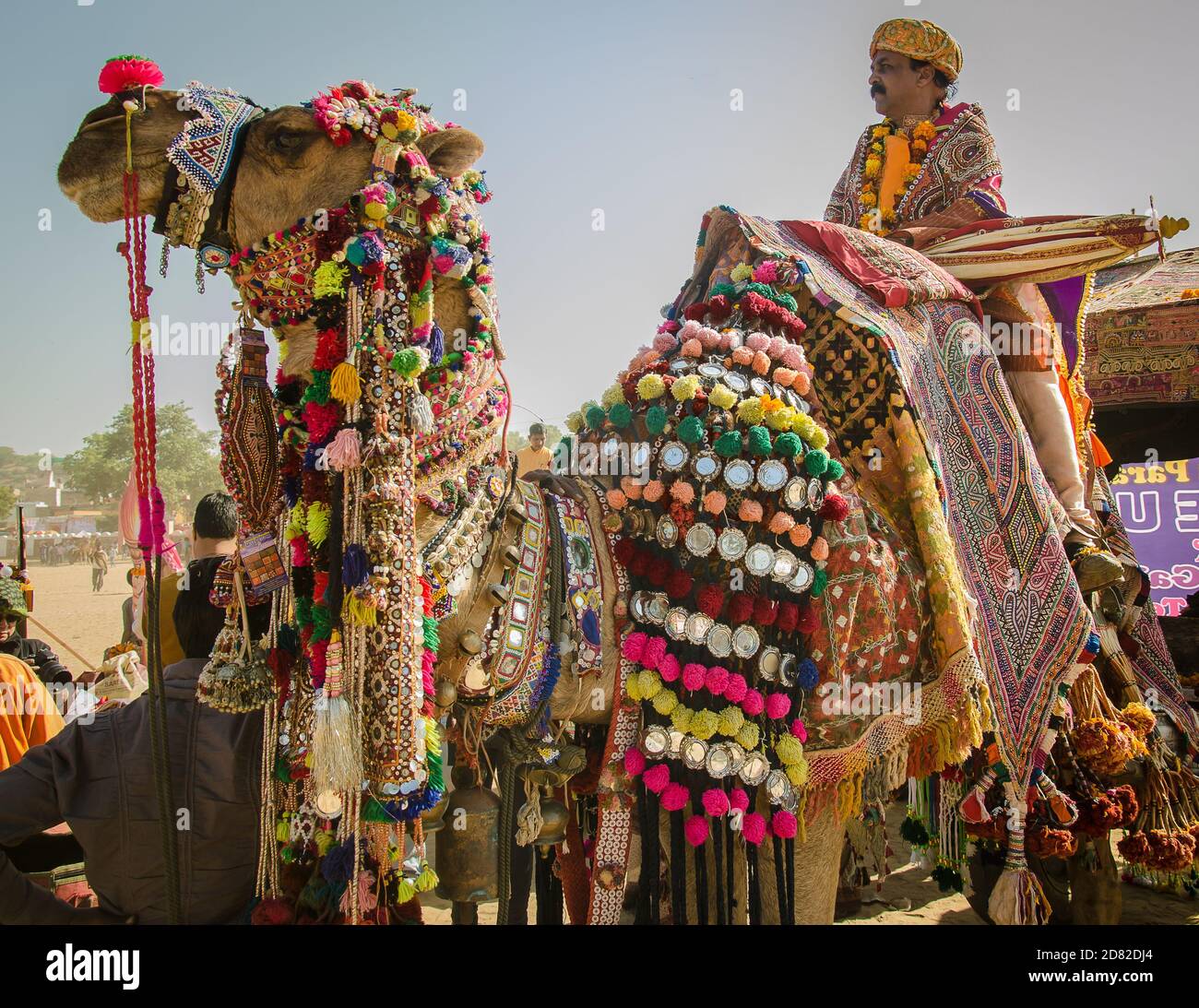 Camel dressed out for the Pushkar Festival parade in India Stock Photo ...