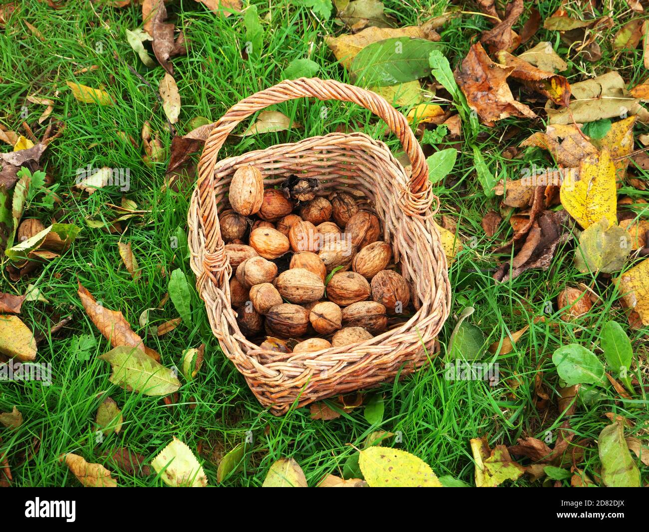 Nut grass hi-res stock photography and images - Alamy