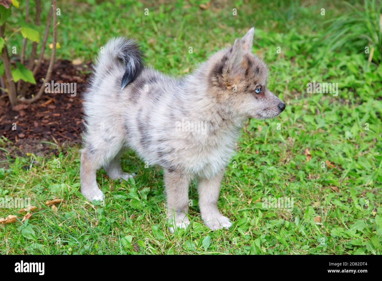 Adorable blue eyed Pomsky puppy. Pomsky is an artificial breed, mix of ...