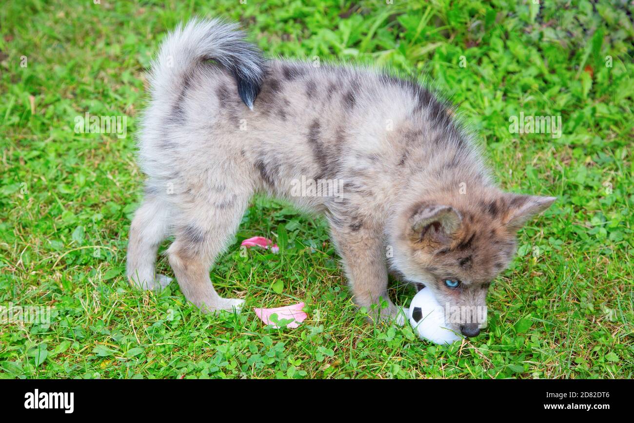 Adorable blue eyed Pomsky puppy. Pomsky is an artificial breed, mix of ...