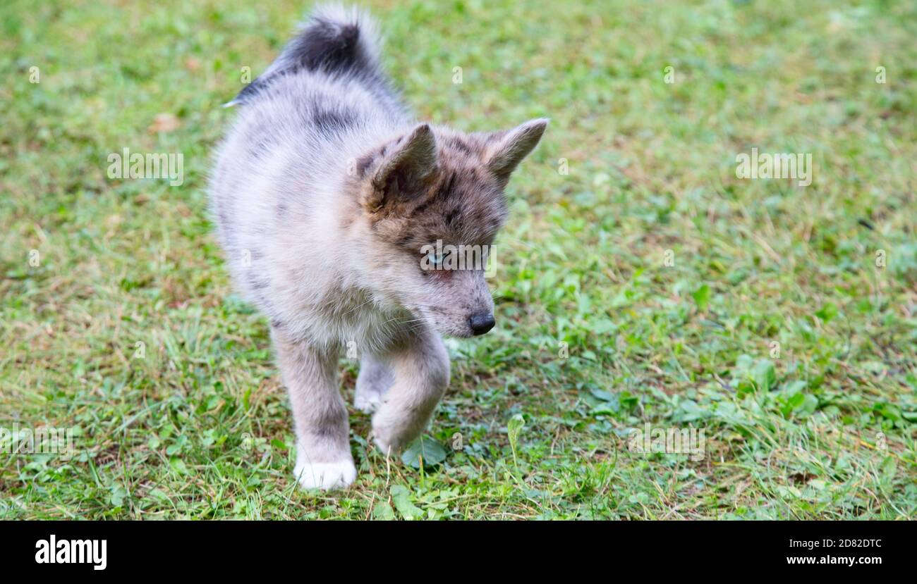 Adorable blue eyed Pomsky puppy. Pomsky is an artificial breed, mix of ...