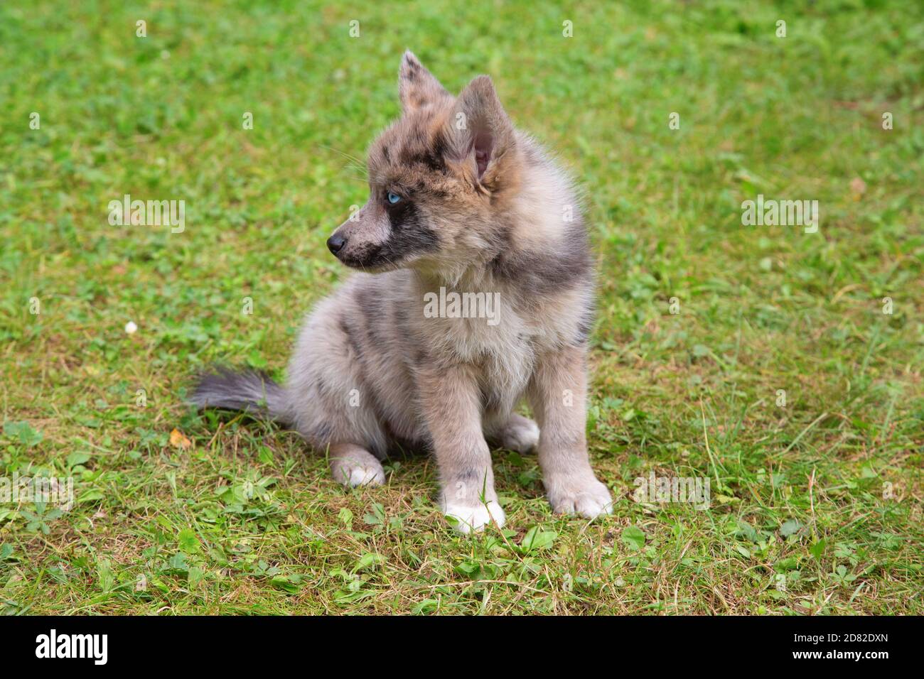 Adorable blue eyed Pomsky puppy. Pomsky is an artificial breed, mix of ...