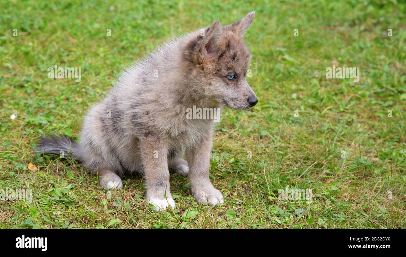 Adorable blue eyed Pomsky puppy. Pomsky is an artificial breed, mix of ...
