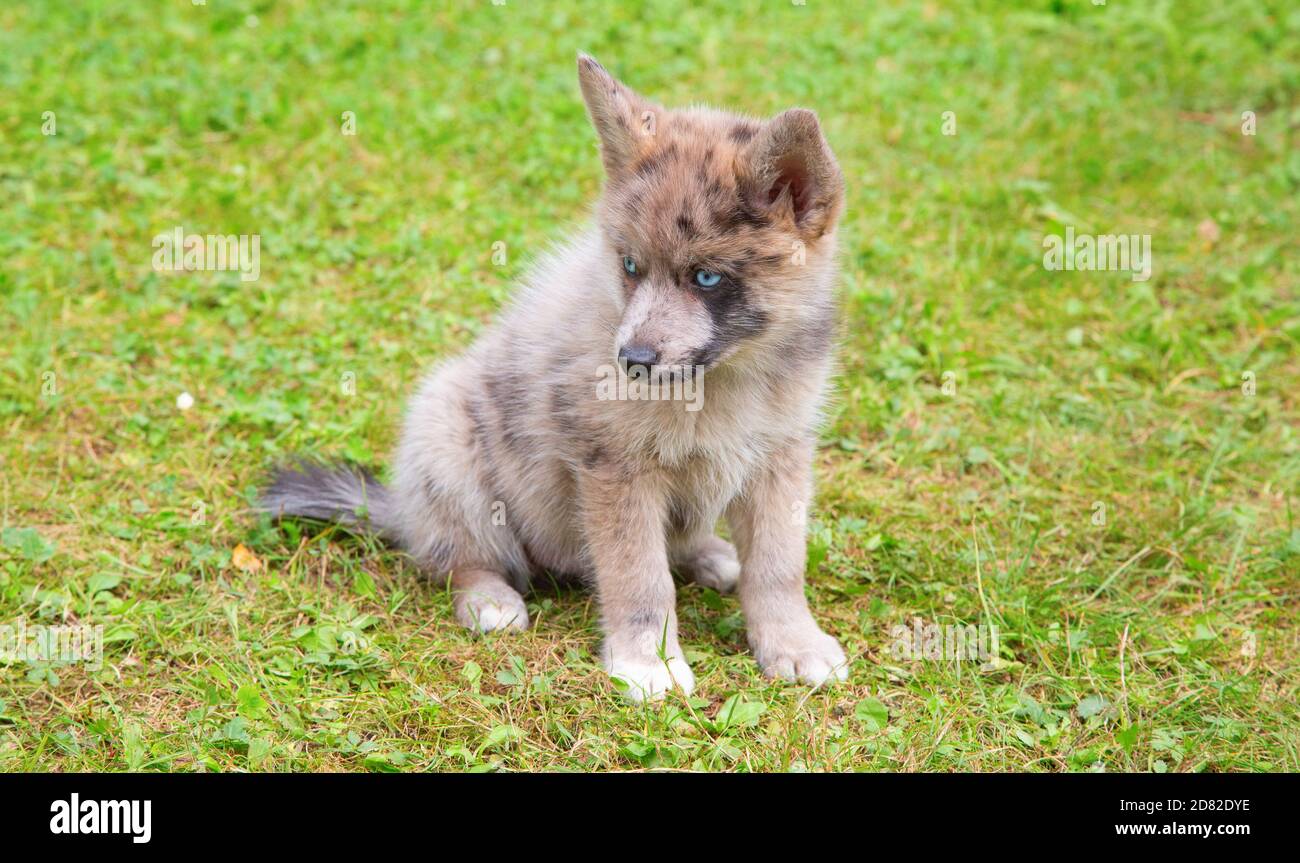 Siberian Husky Fox Mix