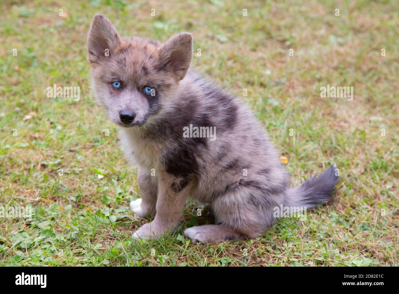 Fox Mixed With Husky