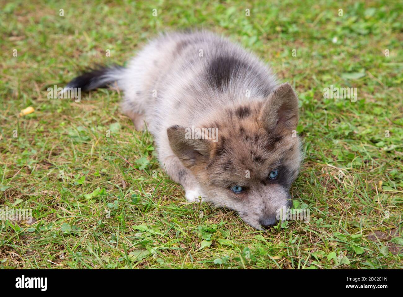Adorable blue eyed Pomsky puppy. Pomsky is an artificial breed, mix of ...