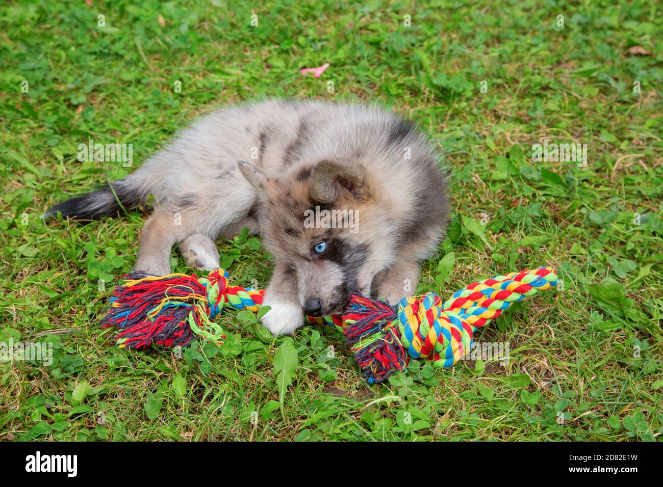 Adorable blue eyed Pomsky puppy. Pomsky is an artificial breed, mix of ...