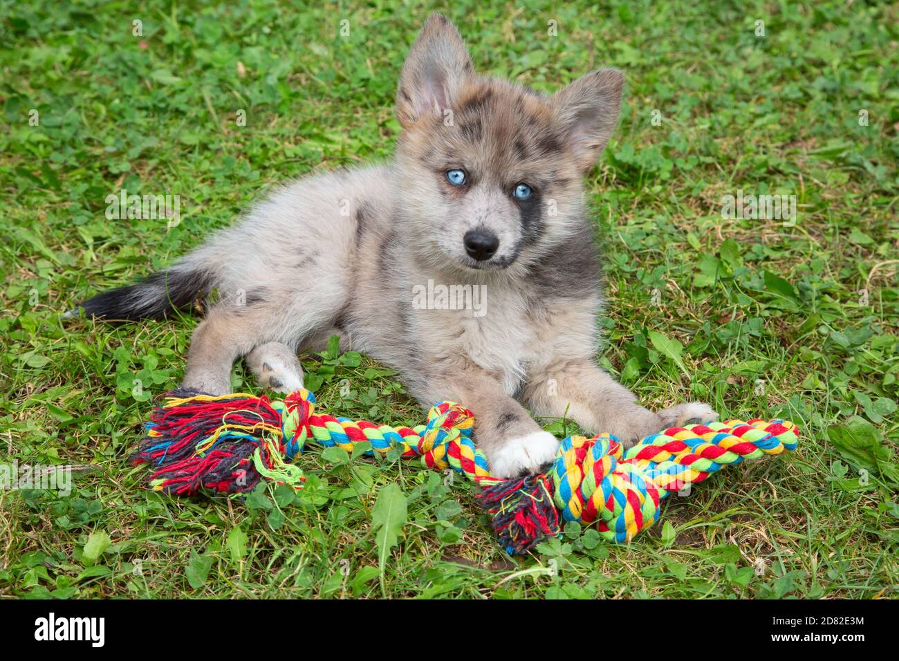 Husky Wolf Puppies