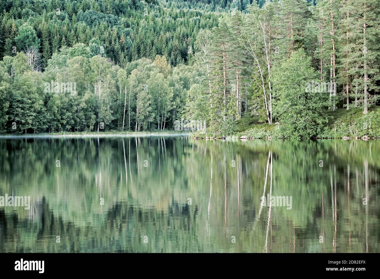 summer green trees reflection in still lake water Stock Photo - Alamy