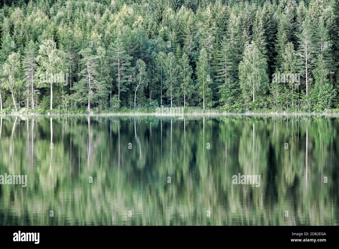 summer green trees reflection in still lake water Stock Photo - Alamy