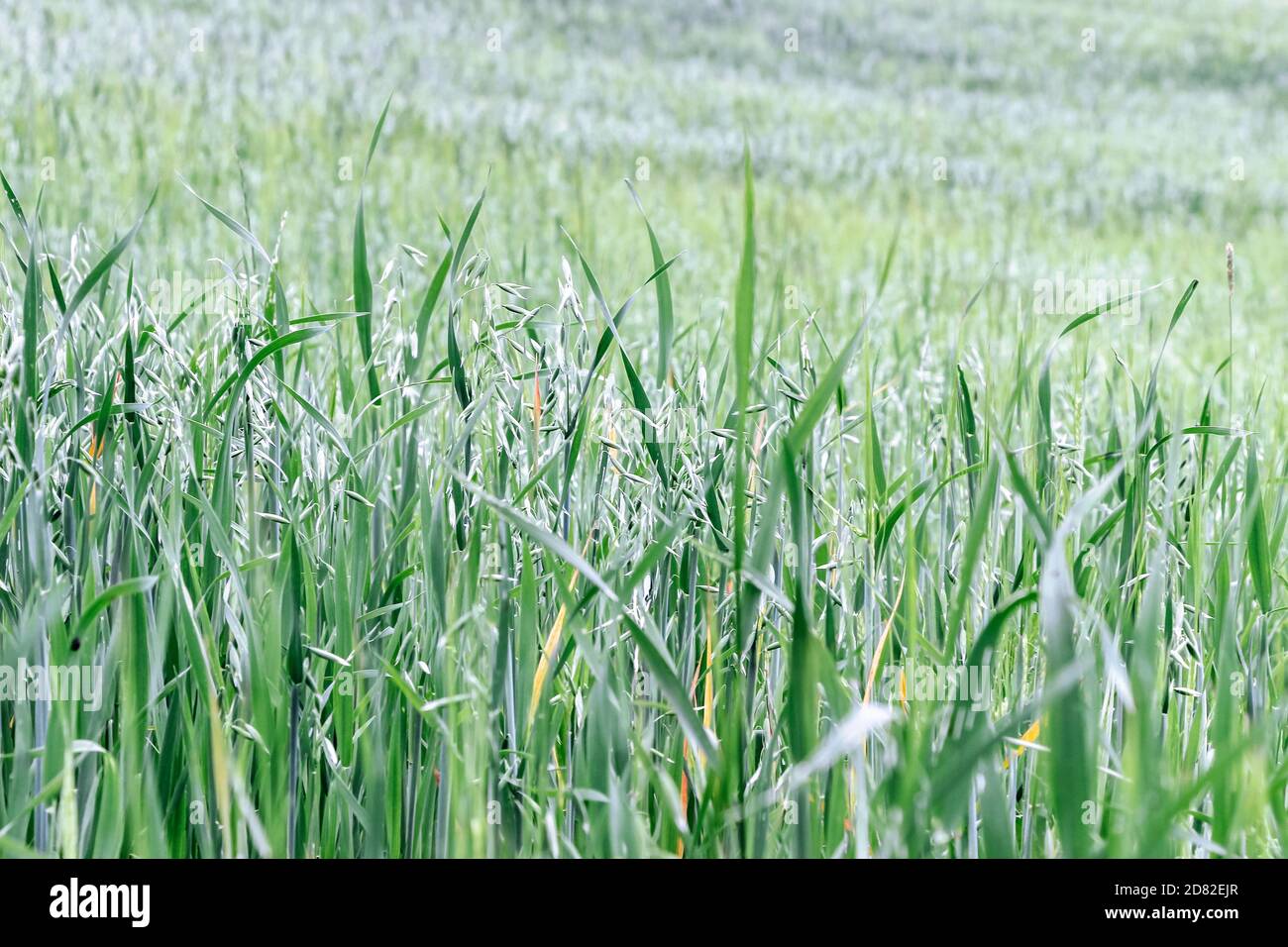 green grain field at farm in summer Stock Photo - Alamy