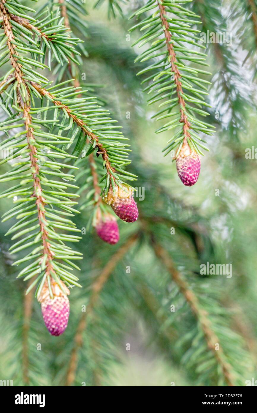 Pine tree flower hi-res stock photography and images - Alamy