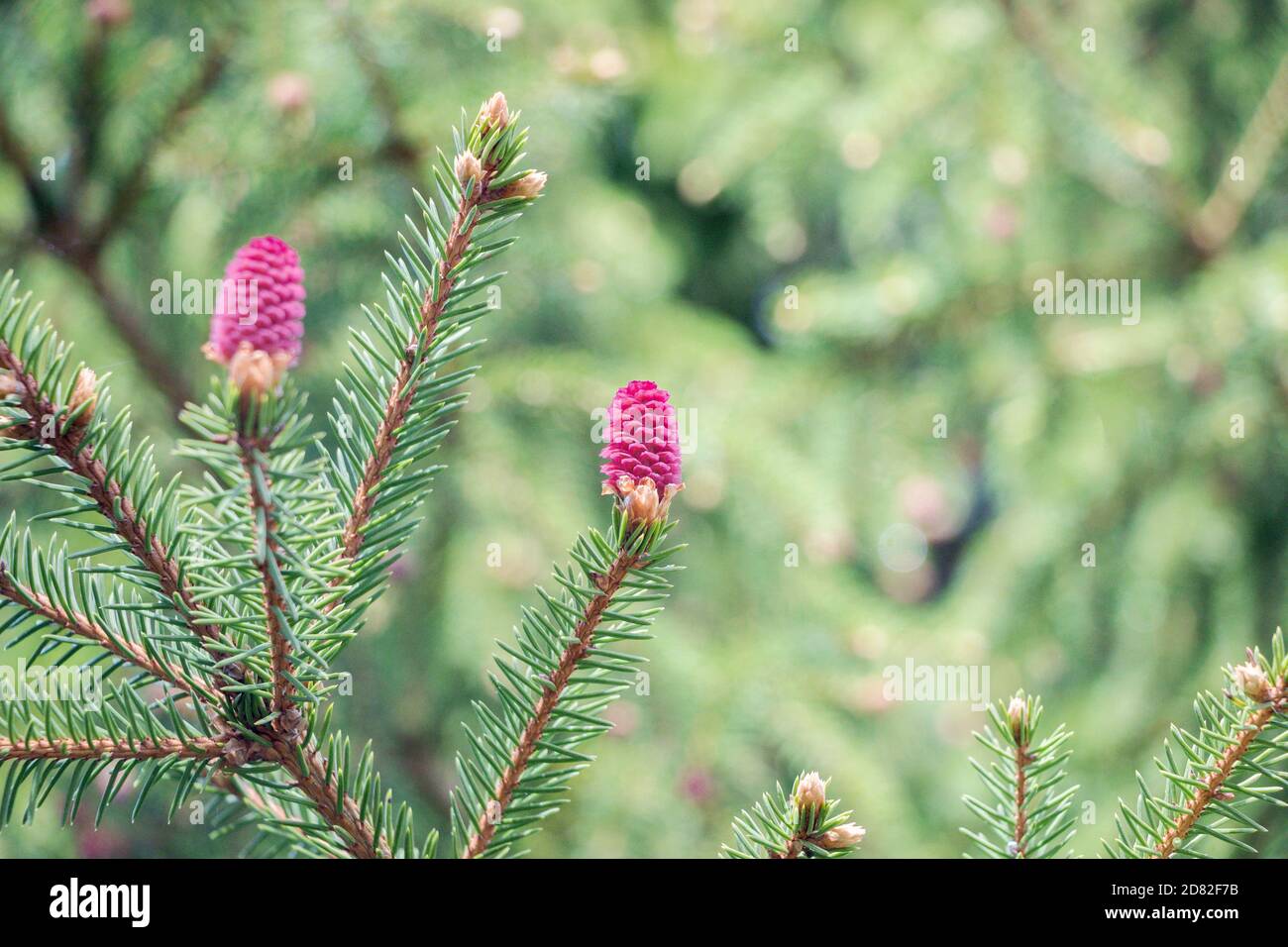 Pine tree flower hi-res stock photography and images - Alamy