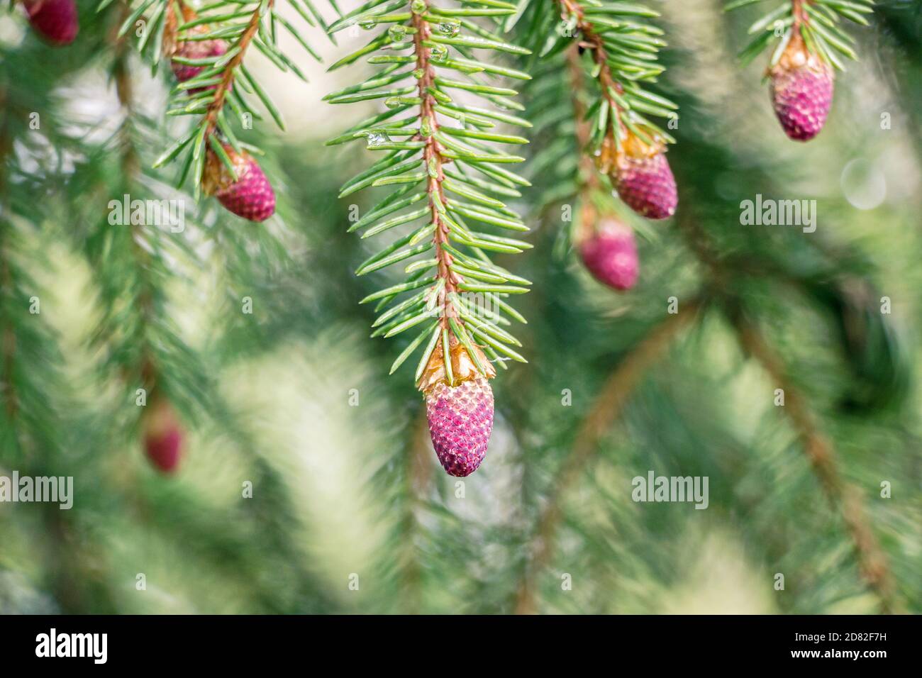 Pine tree flower hi-res stock photography and images - Alamy
