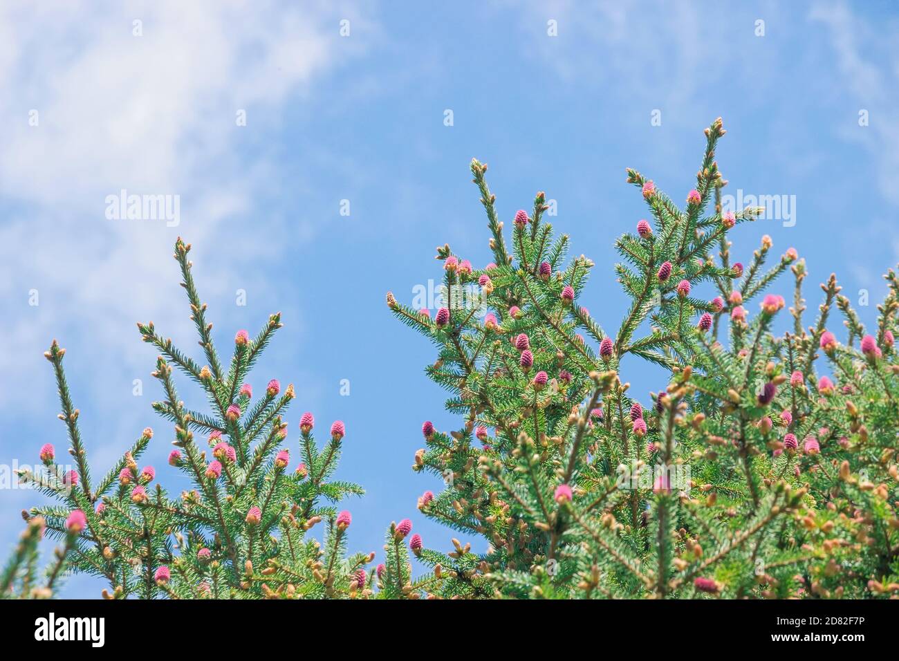Pine tree flower hi-res stock photography and images - Alamy