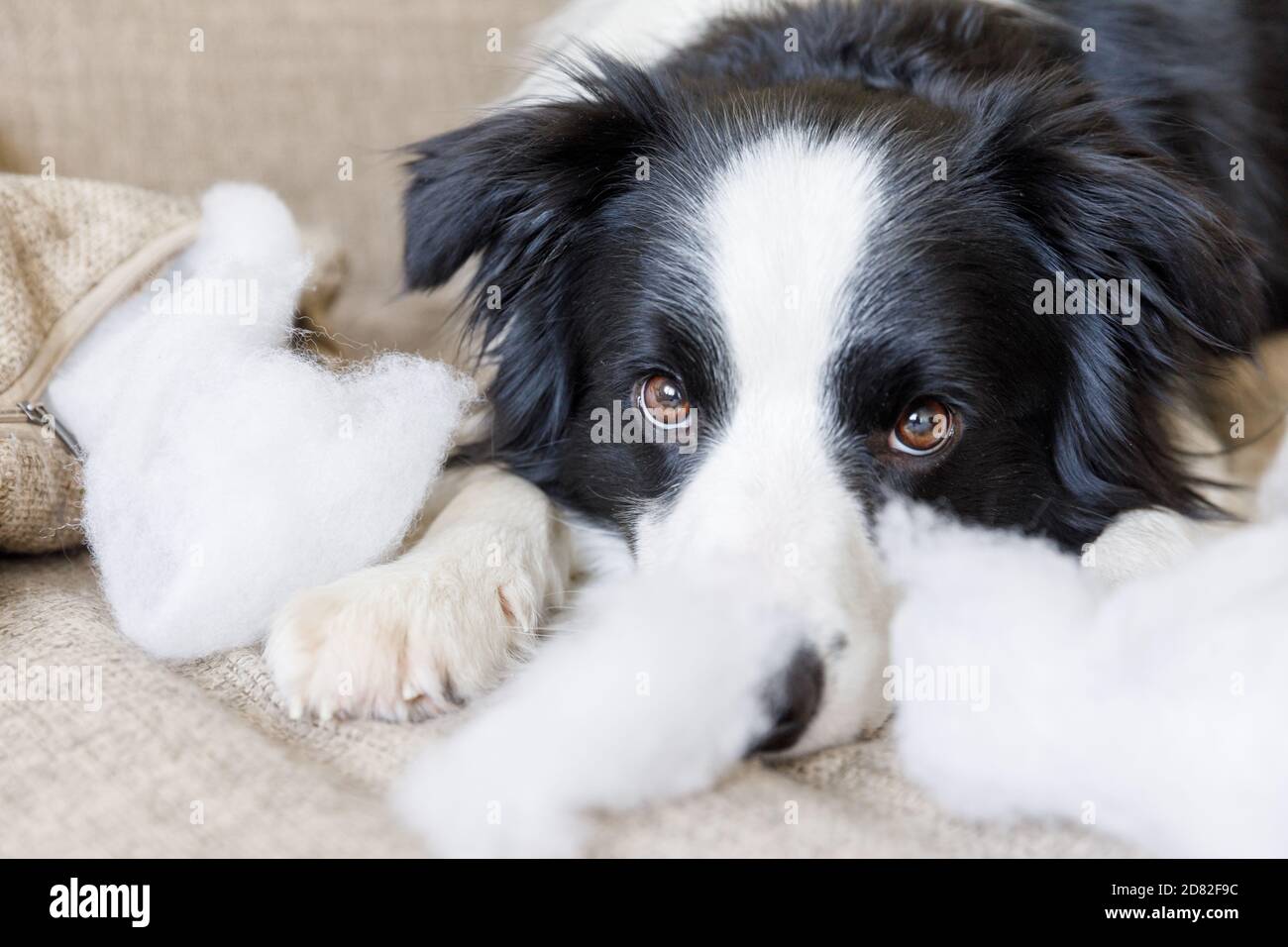 Why Do Border Collie Puppies Bite