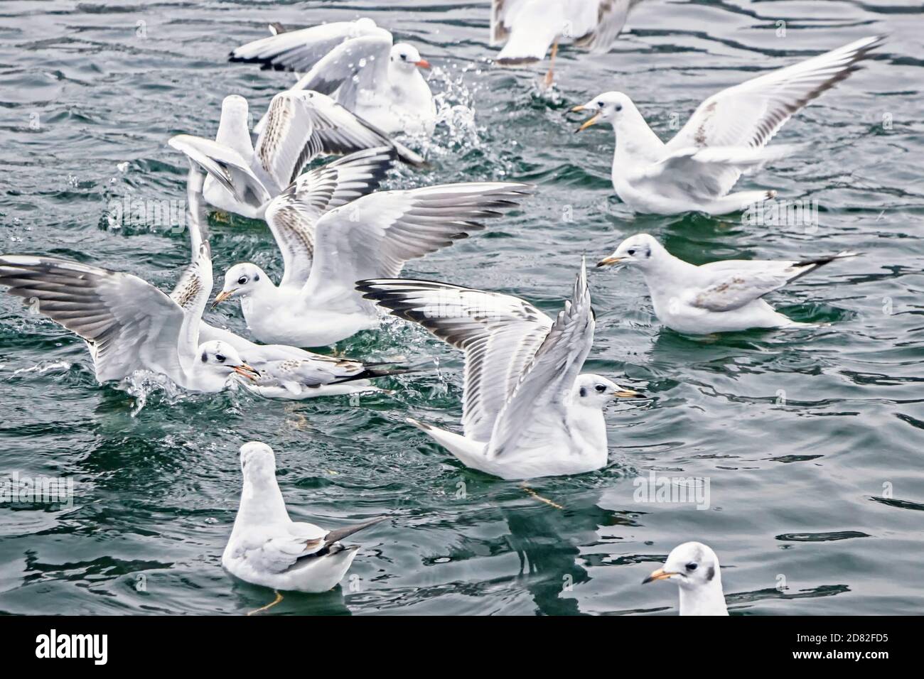 a group of seagull fight for food in water Stock Photo - Alamy