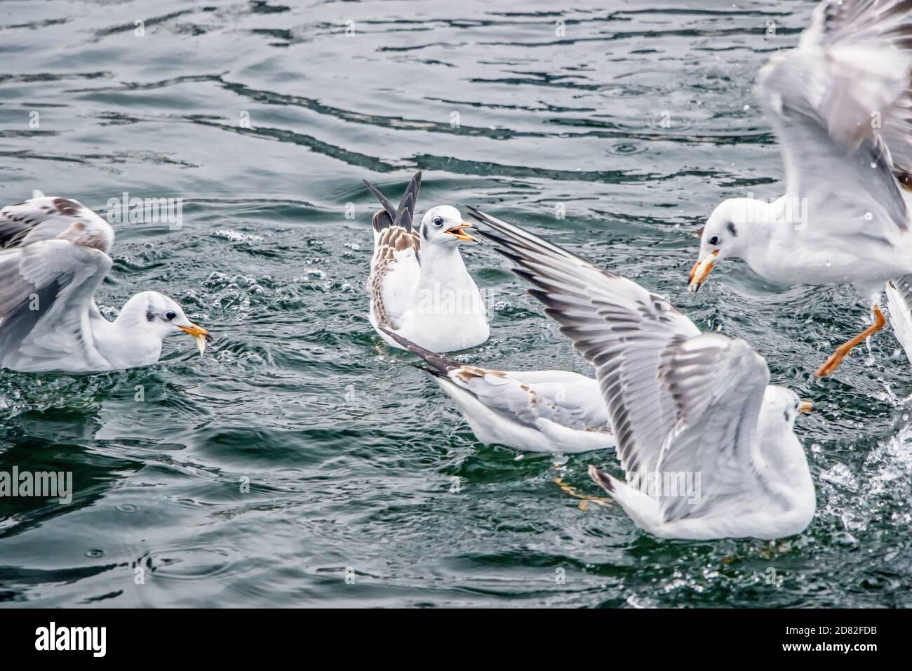 a group of seagull fight for food in water Stock Photo - Alamy