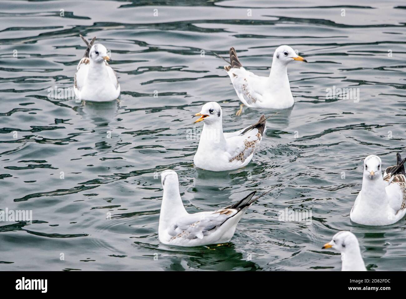 a group of seagull fight for food in water Stock Photo - Alamy