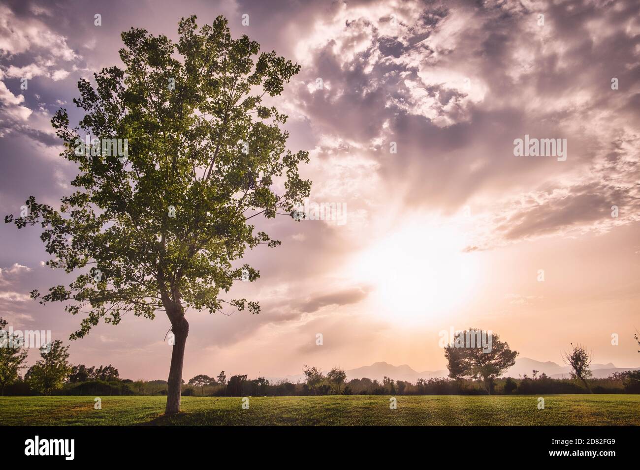 Mauve heaven hi-res stock photography and images - Alamy