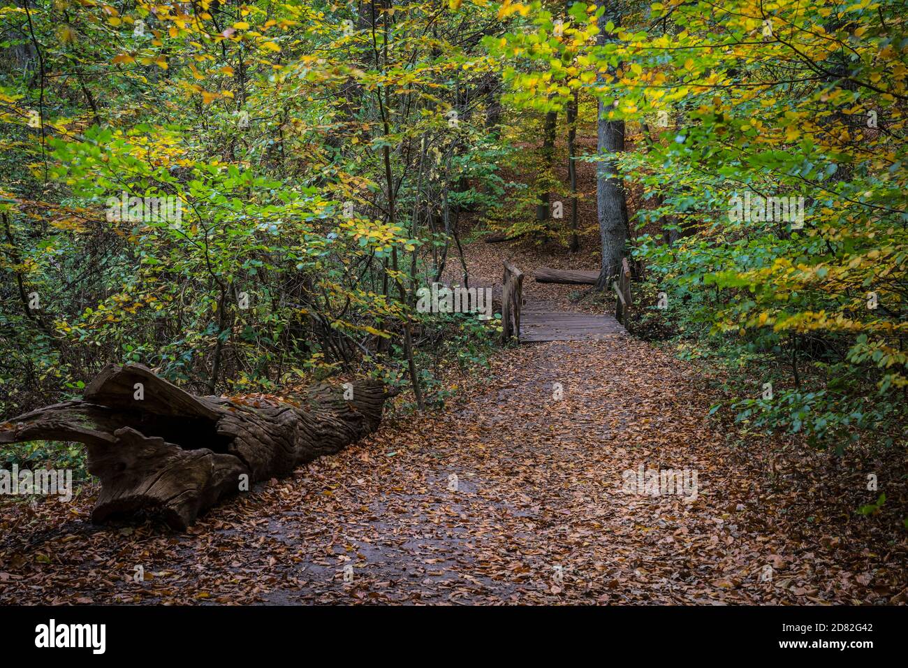 hiking path in a fall season wood Stock Photo - Alamy