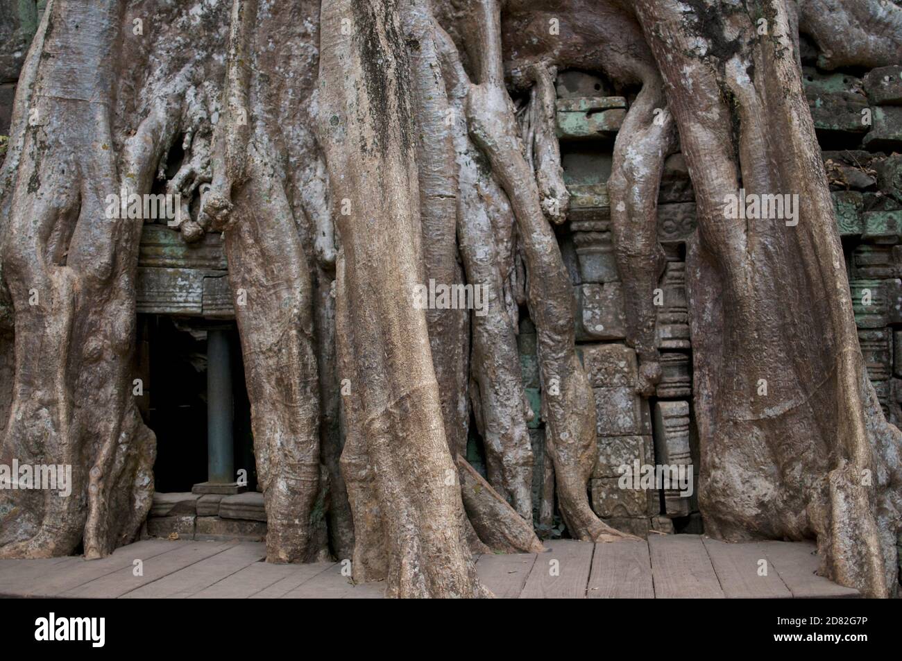 Huge tree root detail of the Ta Prohm temple inside the Angkor Wat ...